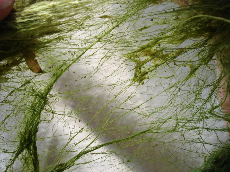 Pithophora Algae